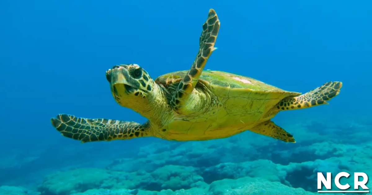 Operativo en Tortuguero: desarticulan red que sacrificaba tortugas en ...