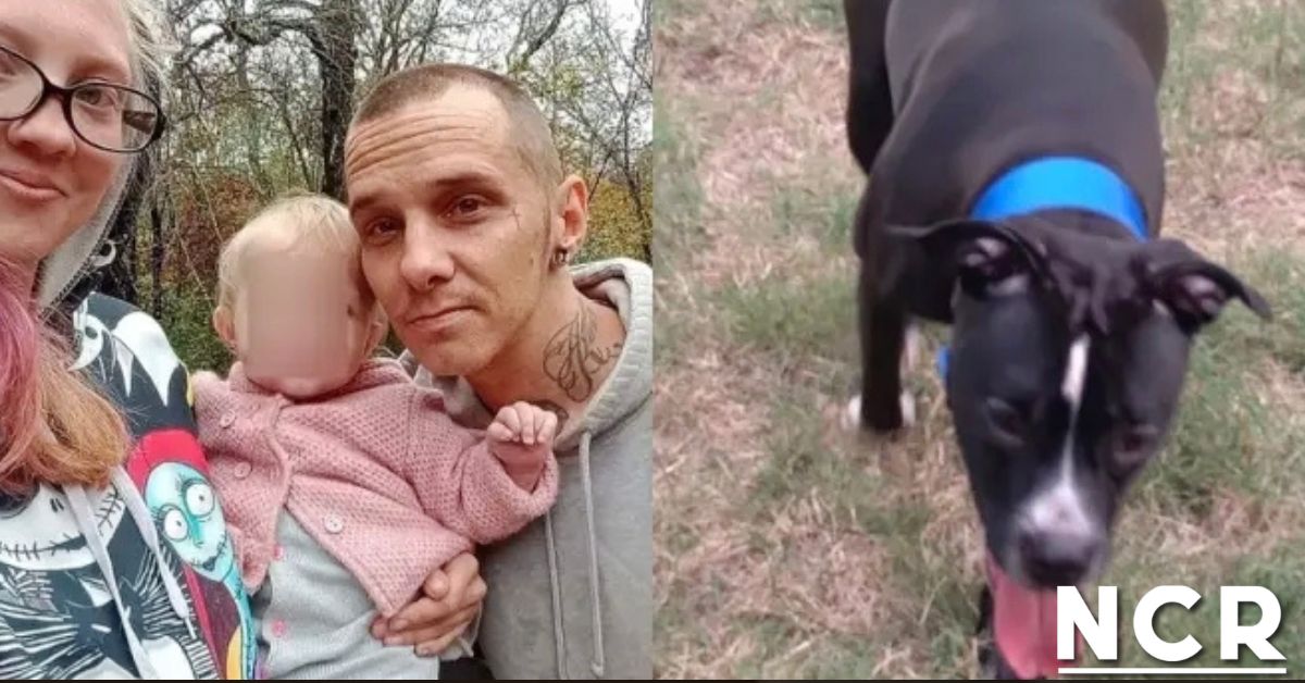 Niña de dos años muere tras ataque de una pitbull y sus padres ...